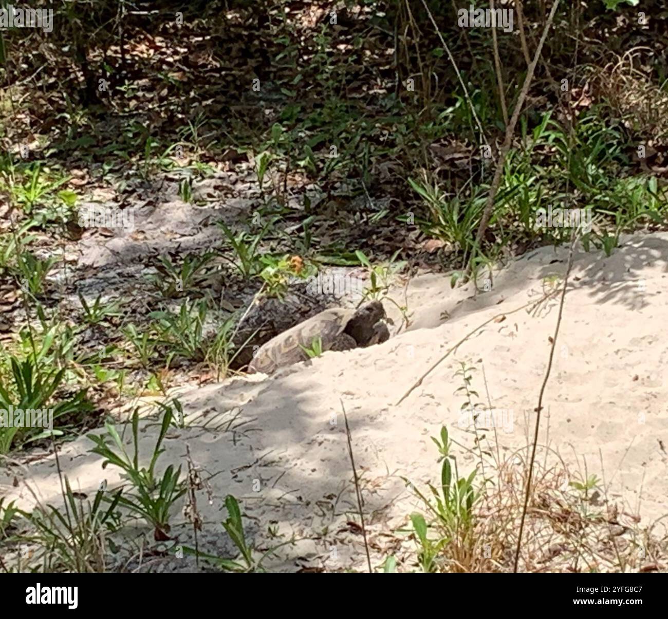 Gopher Tortoise (Gopherus polyphemus Stock Photo - Alamy