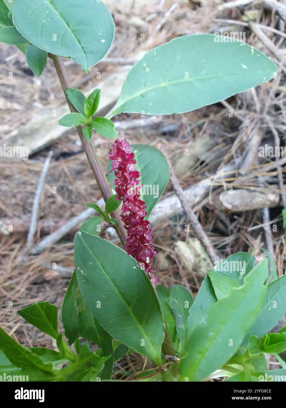 Inkweed (Phytolacca octandra Stock Photo - Alamy