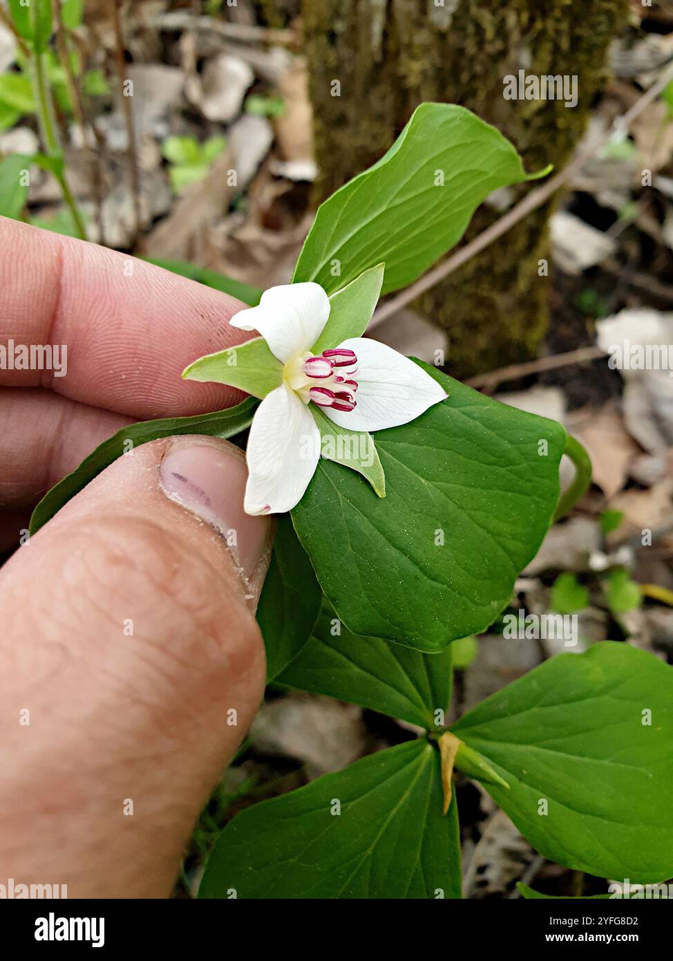 nodding trillium (Trillium cernuum Stock Photo - Alamy