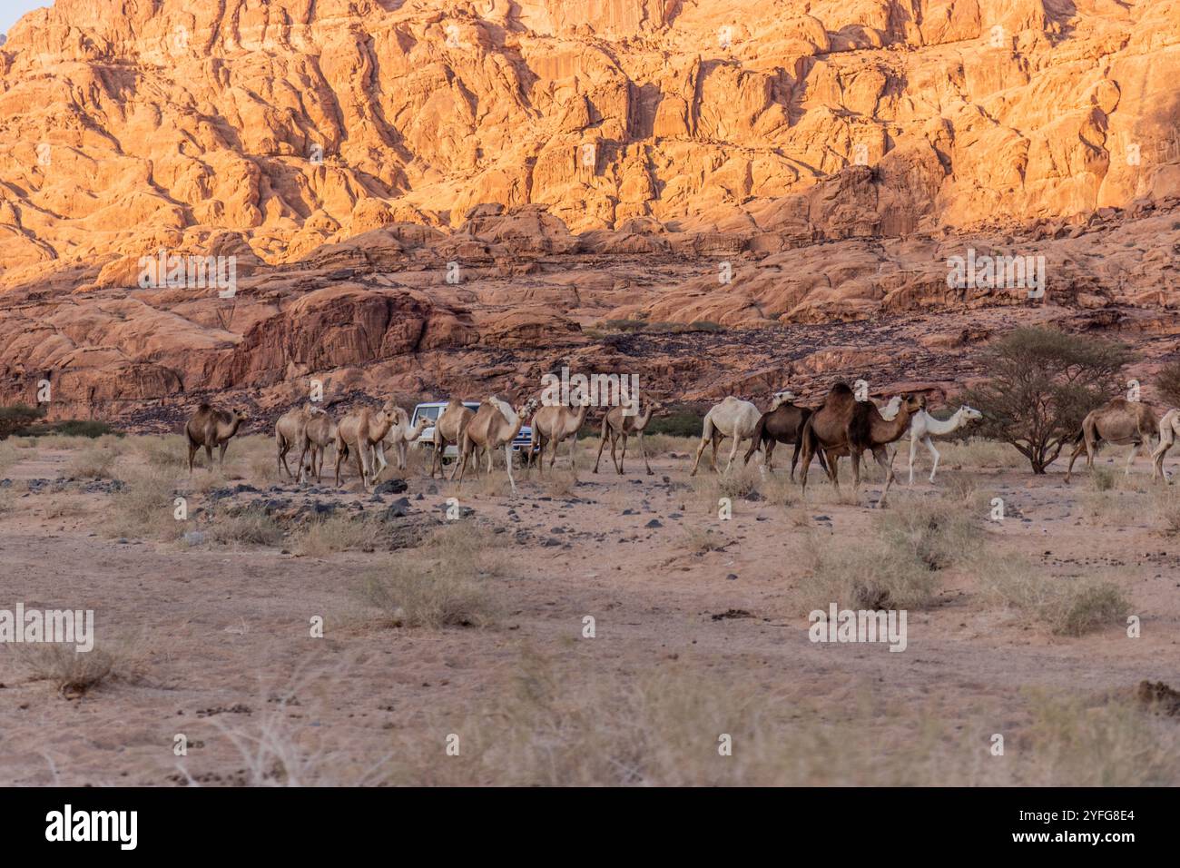 Camels in Wadi Disah canyon, Saudi Arabia Stock Photo - Alamy