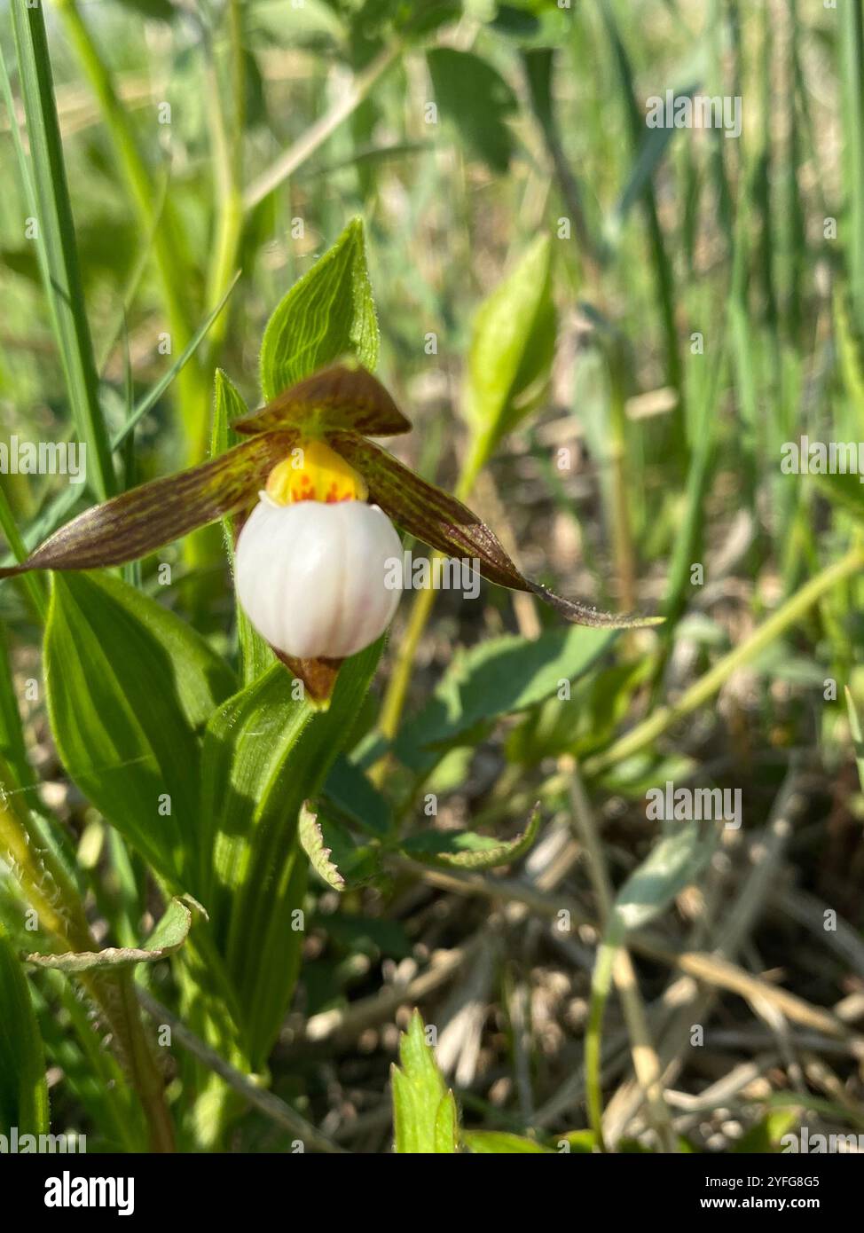 small white lady's-slipper (Cypripedium candidum Stock Photo - Alamy
