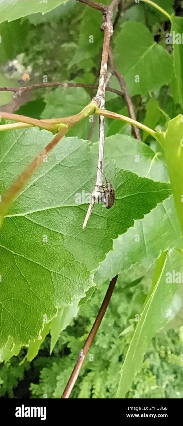 Common Leaf Weevil (Phyllobius pyri Stock Photo - Alamy