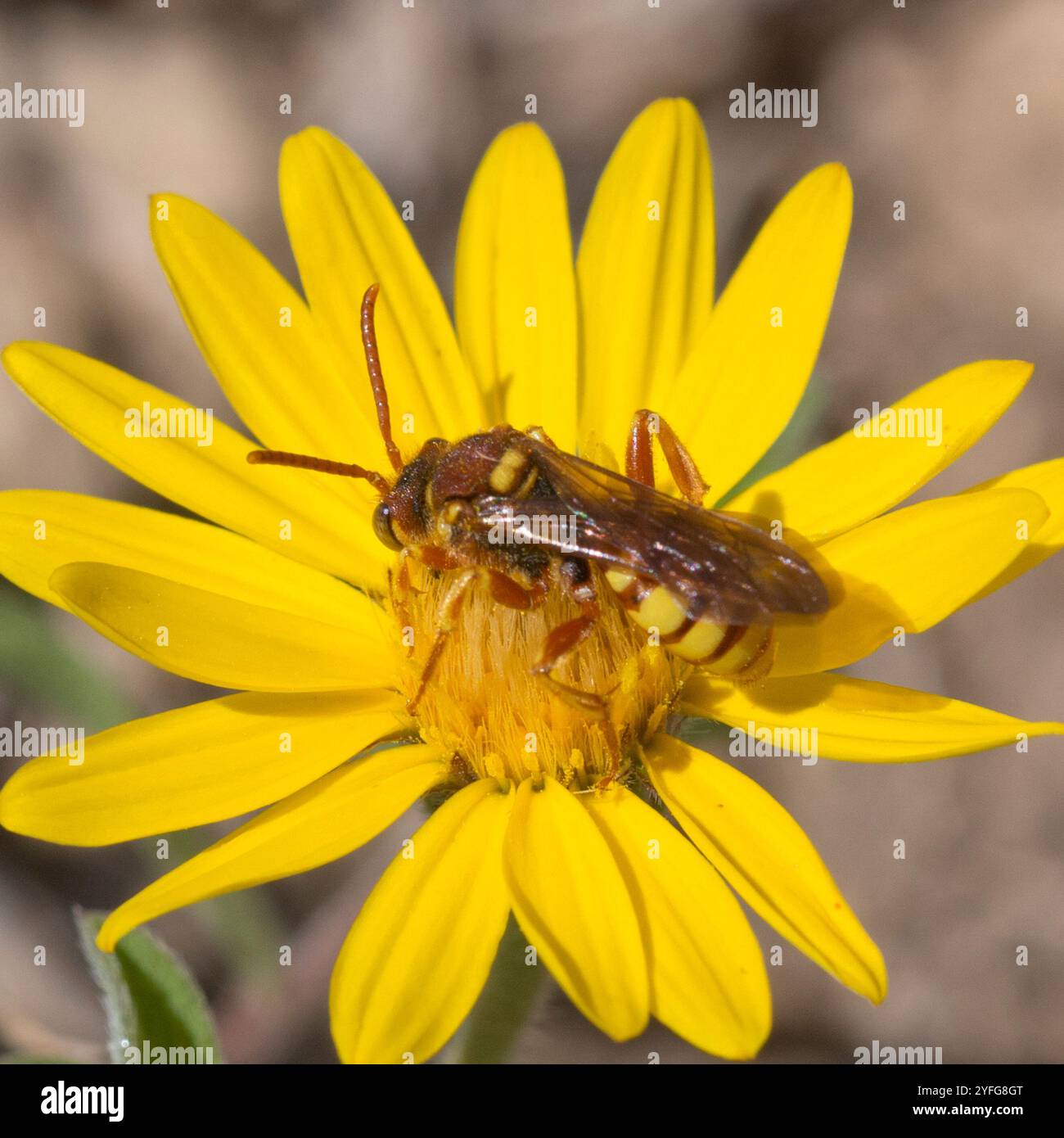 Nomad Bees (Nomada Stock Photo - Alamy