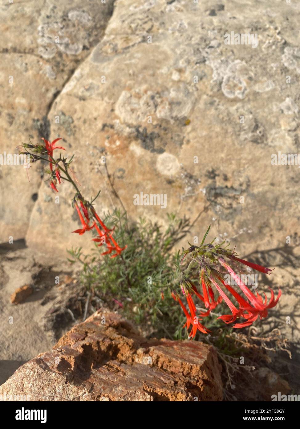 Scarlet Gilia (Ipomopsis aggregata Stock Photo - Alamy