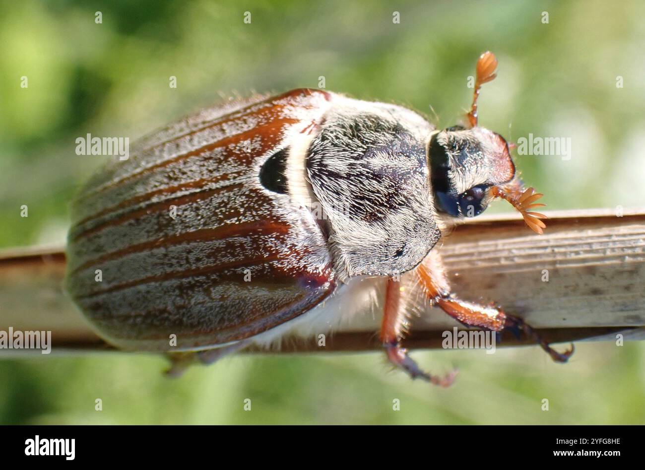 Common Cockchafer (Melolontha melolontha Stock Photo - Alamy