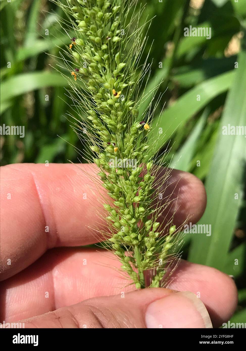 Southwestern Bristlegrass (Setaria scheelei Stock Photo - Alamy