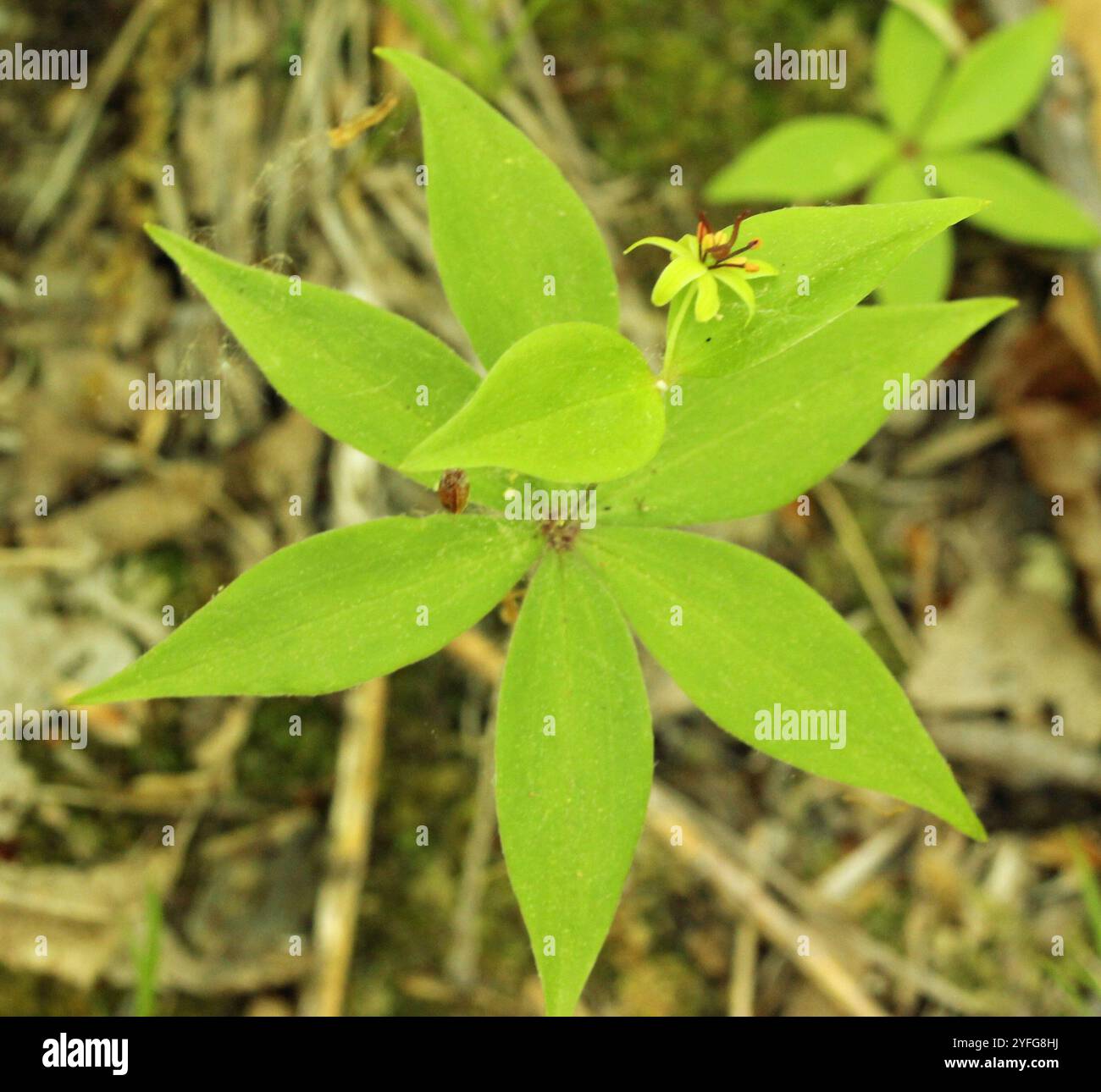 Cucumber Root (Medeola virginiana Stock Photo - Alamy
