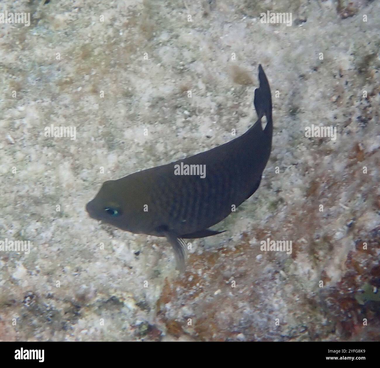 Threespot Damselfish (Stegastes planifrons Stock Photo - Alamy