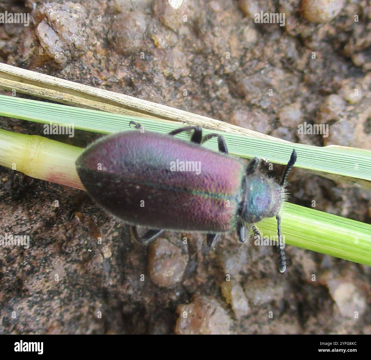 Lagriini hi-res stock photography and images - Alamy