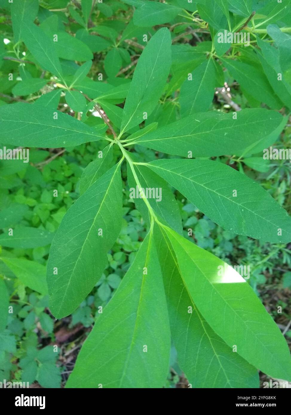 Osoberry (Oemleria cerasiformis Stock Photo - Alamy