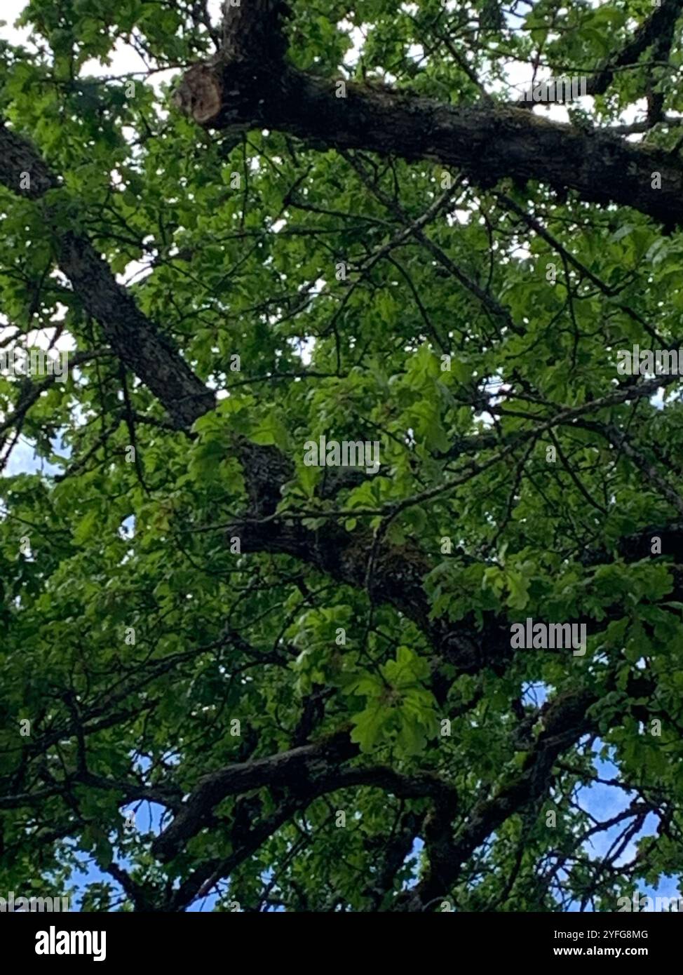 Oregon white oak (Quercus garryana garryana Stock Photo - Alamy