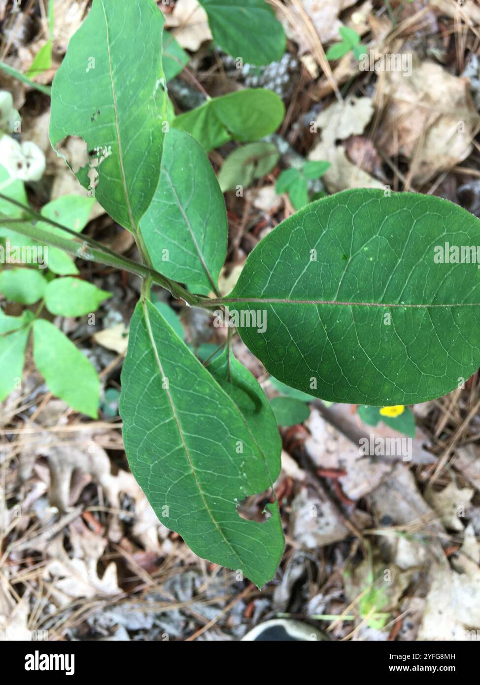 redring milkweed (Asclepias variegata Stock Photo - Alamy