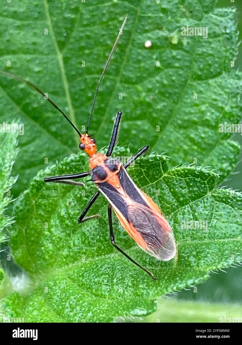 Red Bull Assassin Bug (Repipta taurus Stock Photo - Alamy