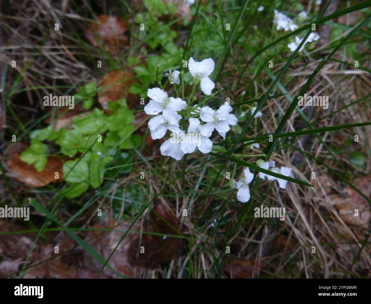 Trefoil Cress (Cardamine trifolia Stock Photo - Alamy