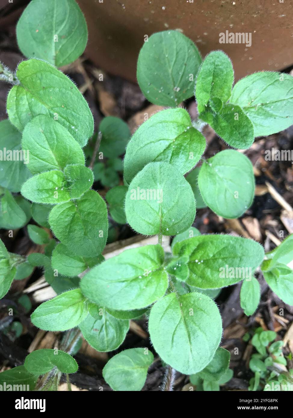 Oregano (Origanum vulgare Stock Photo - Alamy