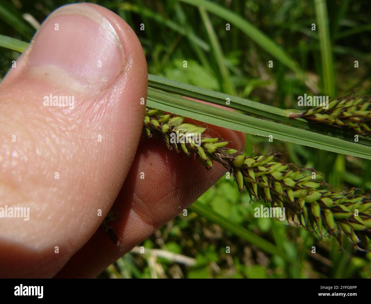 lesser pond sedge (Carex acutiformis Stock Photo - Alamy
