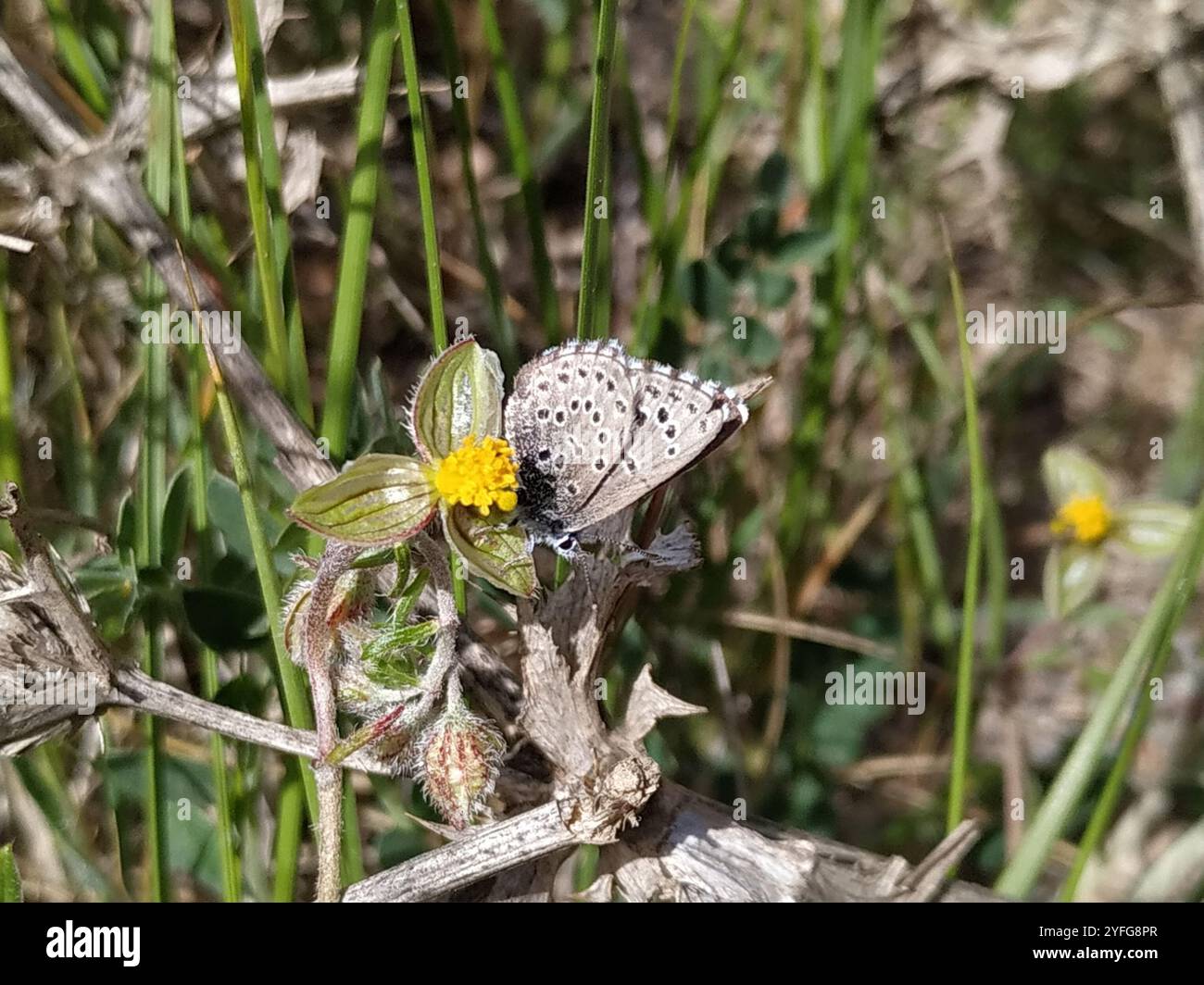 Panoptes Blue (Pseudophilotes panoptes Stock Photo - Alamy