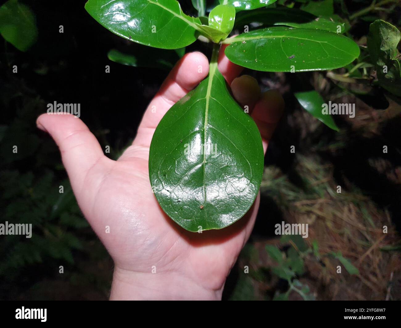 Coprosma repens hi-res stock photography and images - Alamy