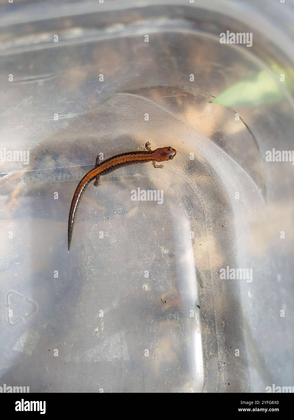 Eastern Red-backed Salamander (Plethodon cinereus Stock Photo - Alamy