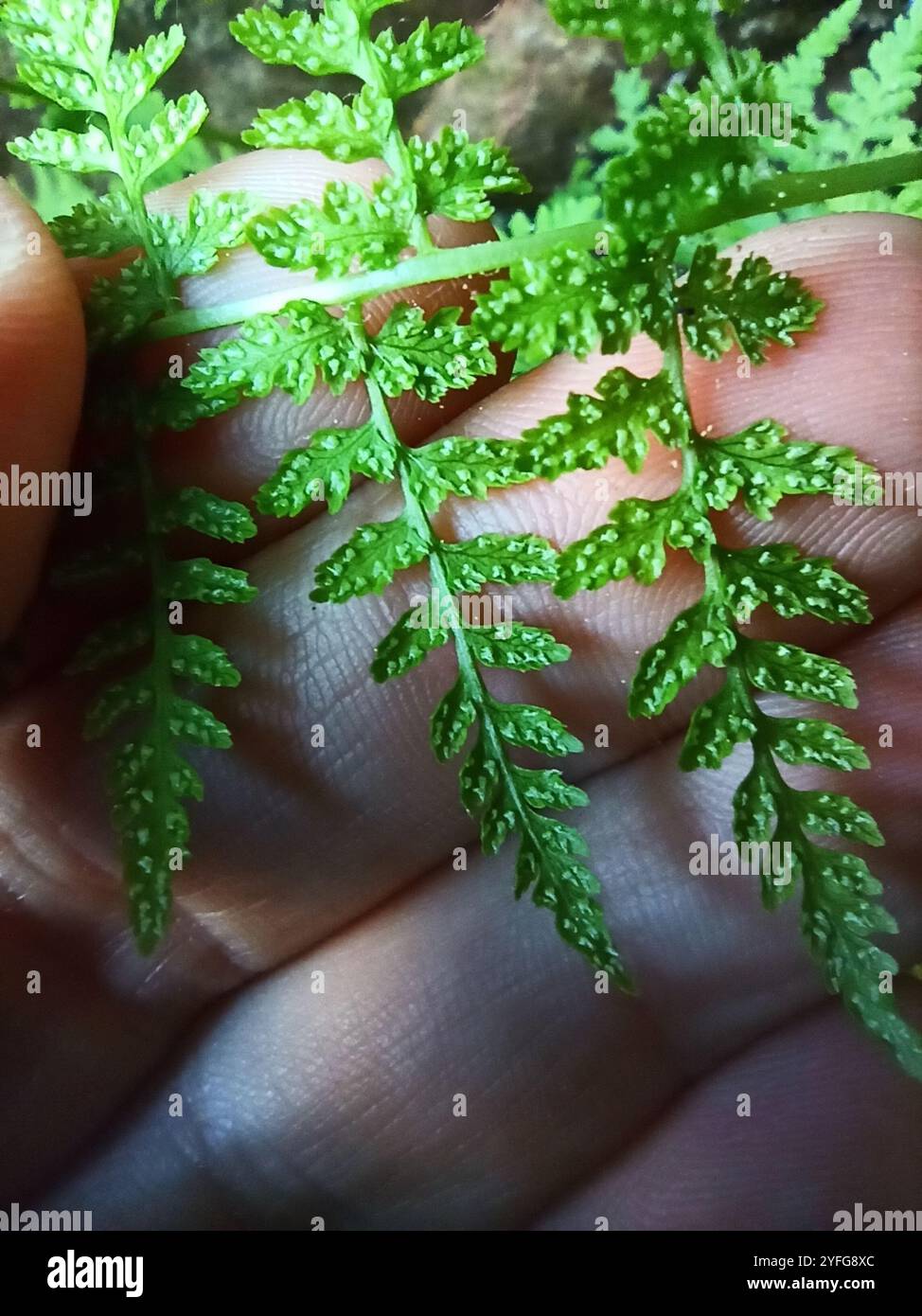 brittle bladderfern (Cystopteris fragilis Stock Photo - Alamy