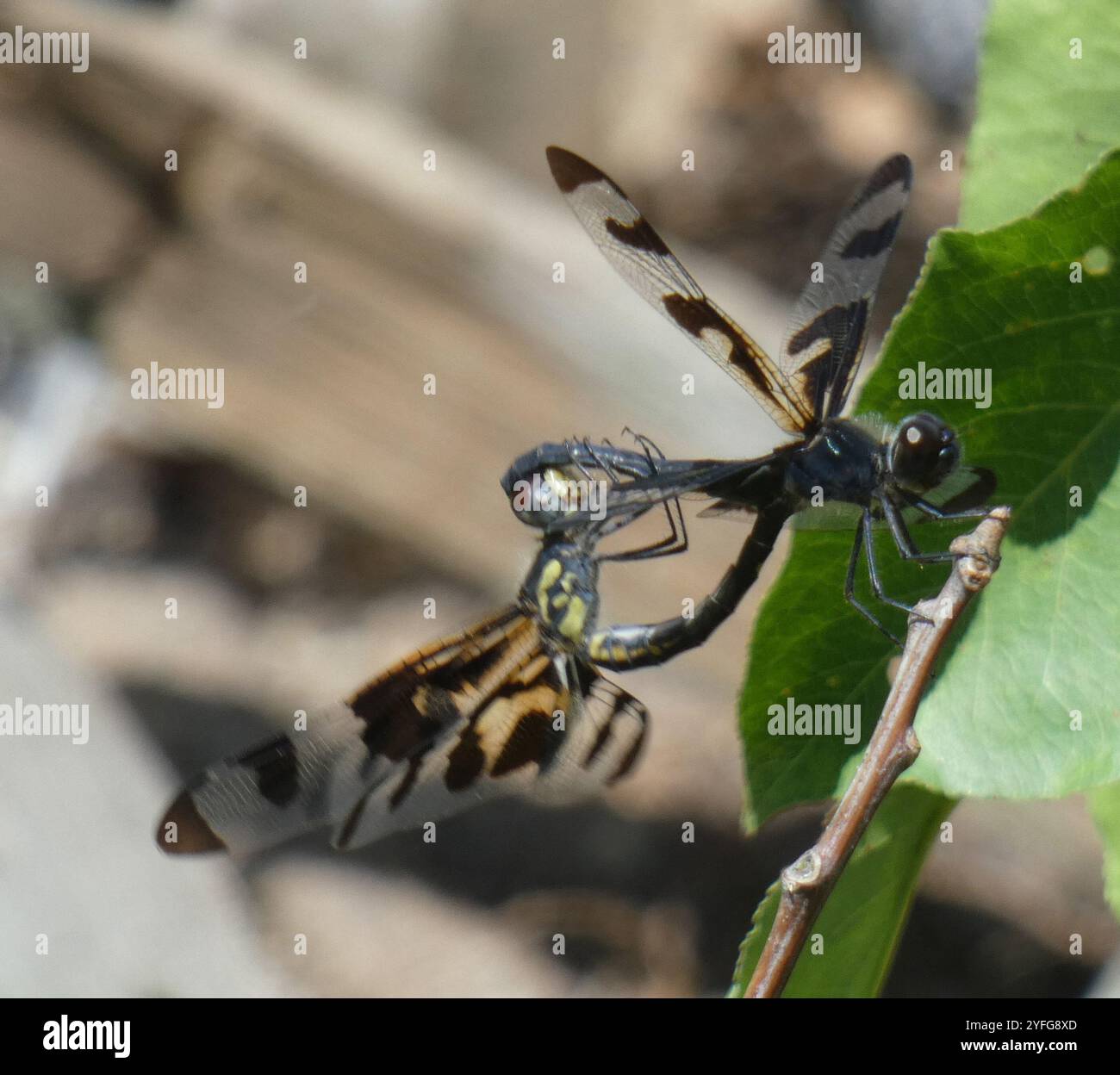 Banded Pennant (Celithemis fasciata Stock Photo - Alamy