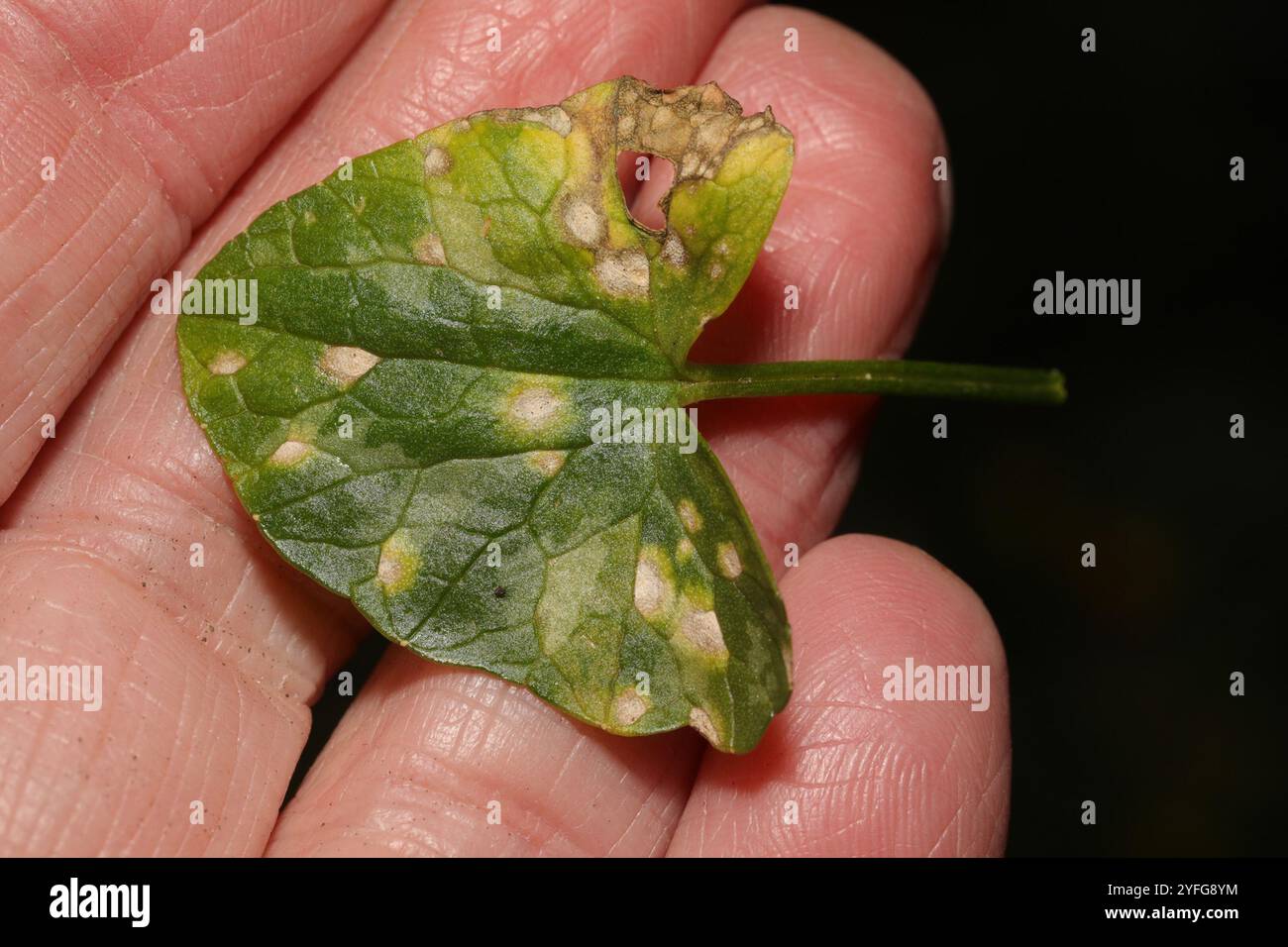 Entyloma hi-res stock photography and images - Alamy