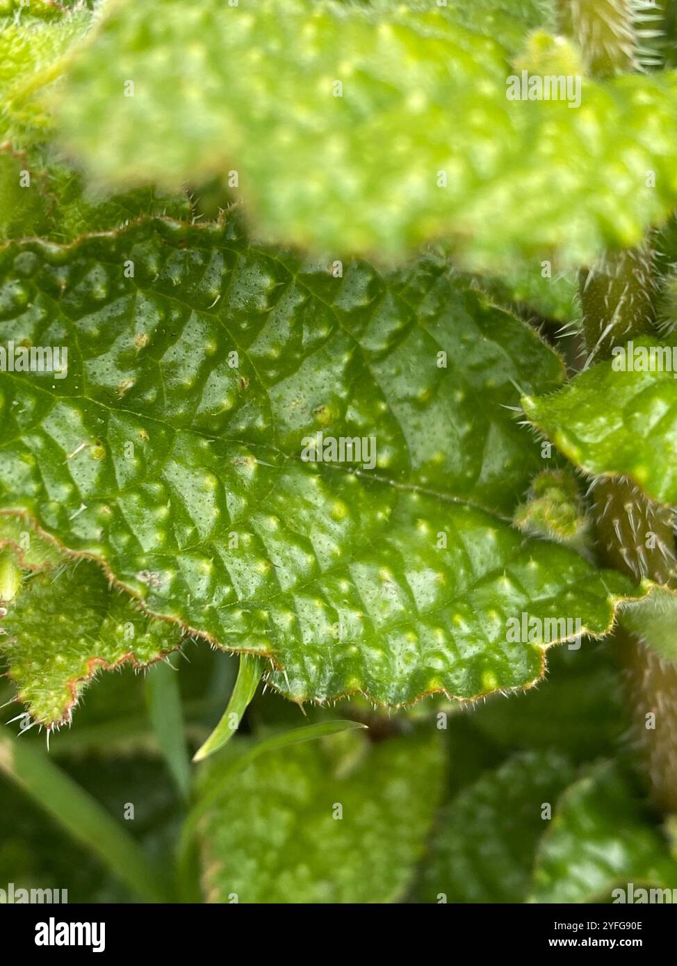 borage family (Boraginaceae Stock Photo - Alamy