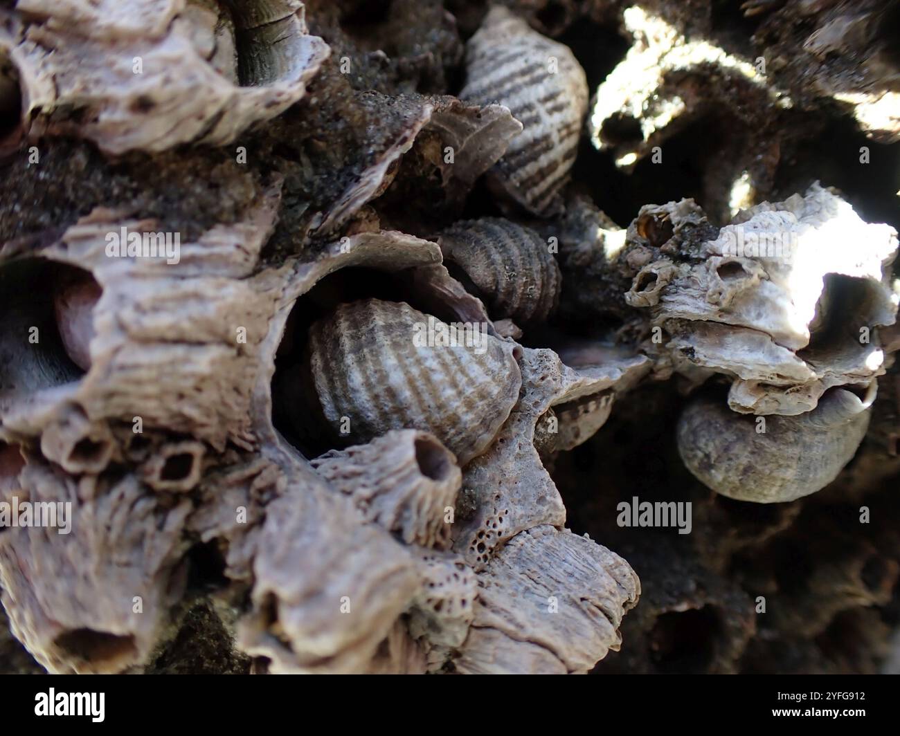 Striped Dogwinkle (Nucella ostrina Stock Photo - Alamy