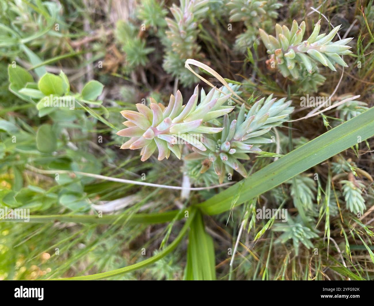 Reflexed Stonecrop (Petrosedum rupestre Stock Photo - Alamy