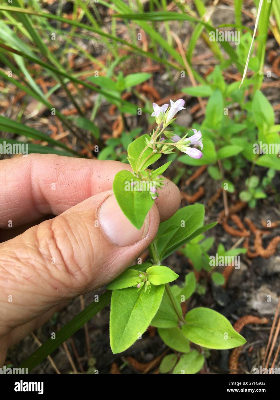 summer bluet (Houstonia purpurea Stock Photo - Alamy