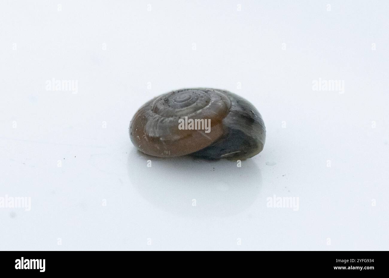 Glass Snails (Oxychilidae Stock Photo - Alamy