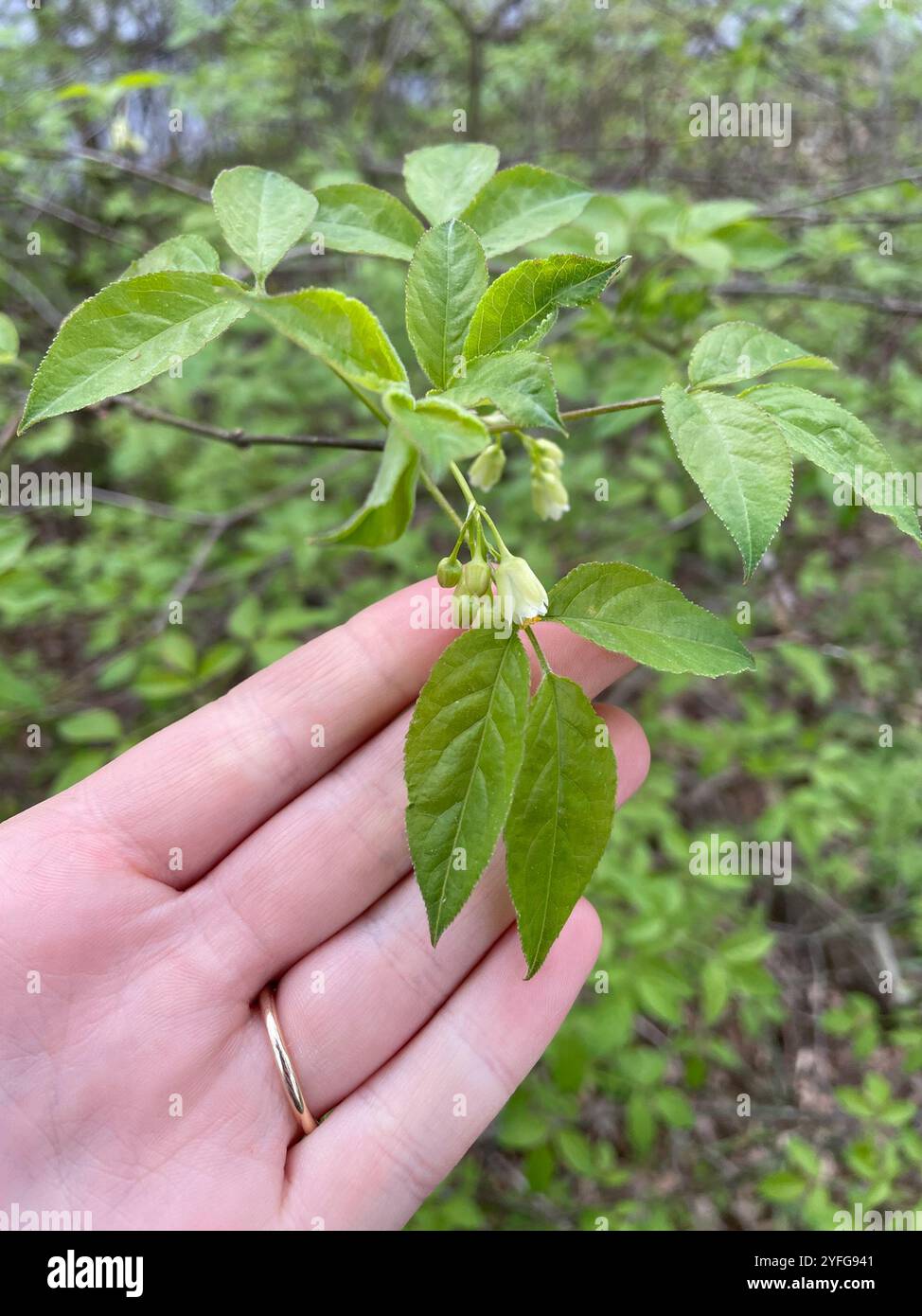 American bladdernut (Staphylea trifolia Stock Photo - Alamy