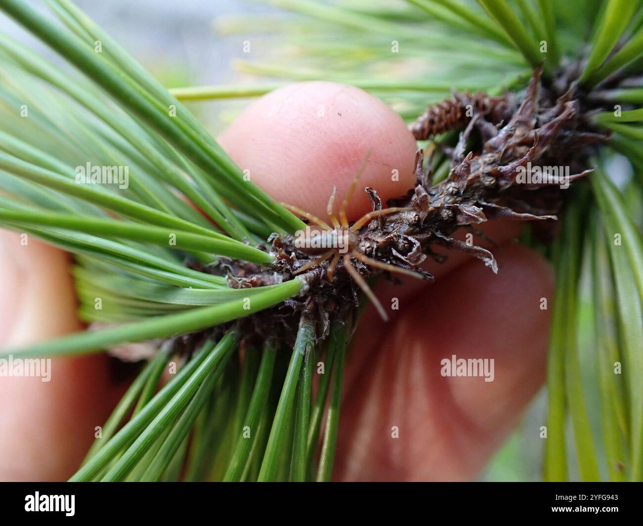 Running Crab Spiders (Philodromus Stock Photo - Alamy