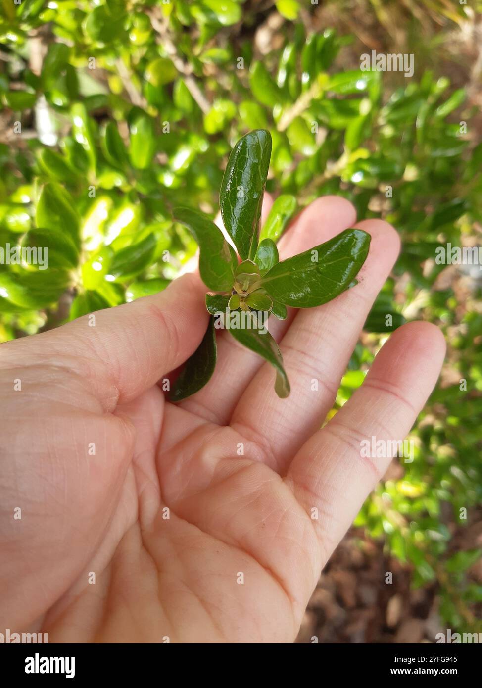Taupata (Coprosma repens Stock Photo - Alamy