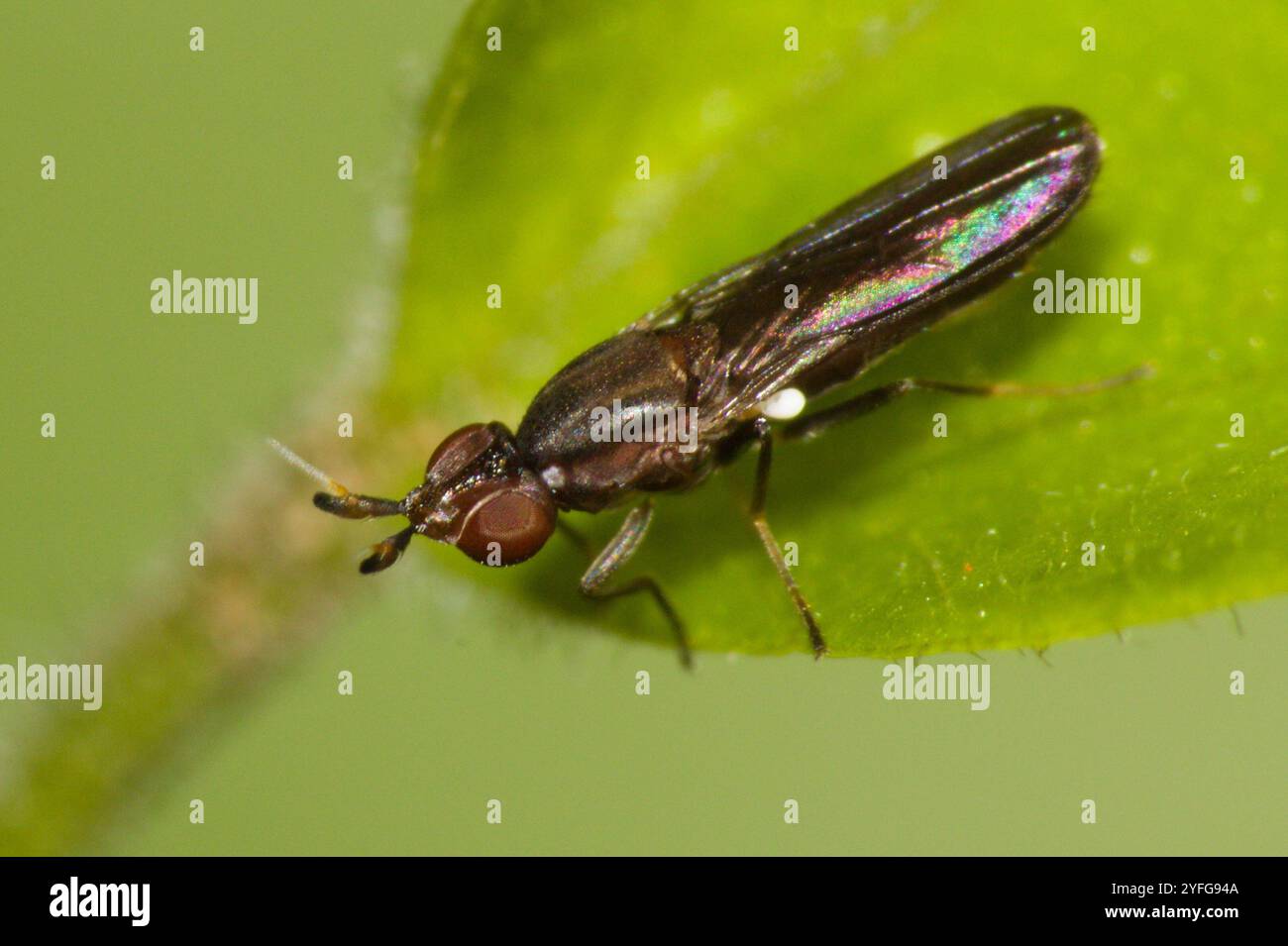 Frit Flies (Chloropidae Stock Photo - Alamy
