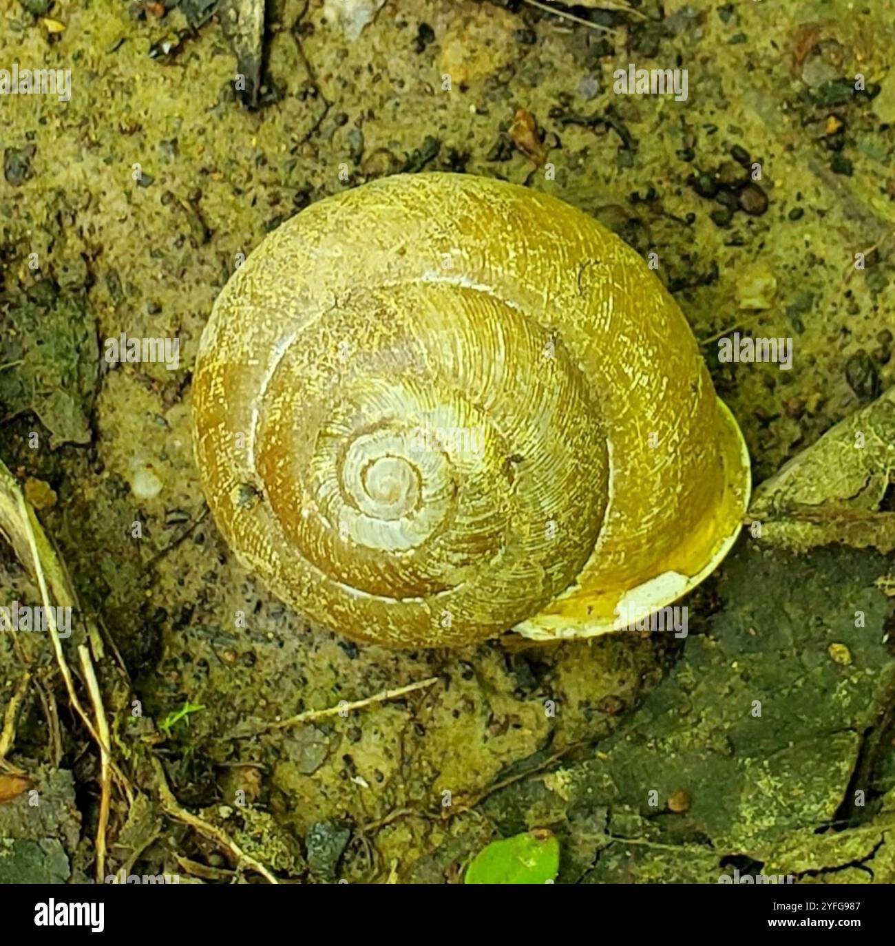 Toothed Globe Snail (Mesodon zaletus Stock Photo - Alamy