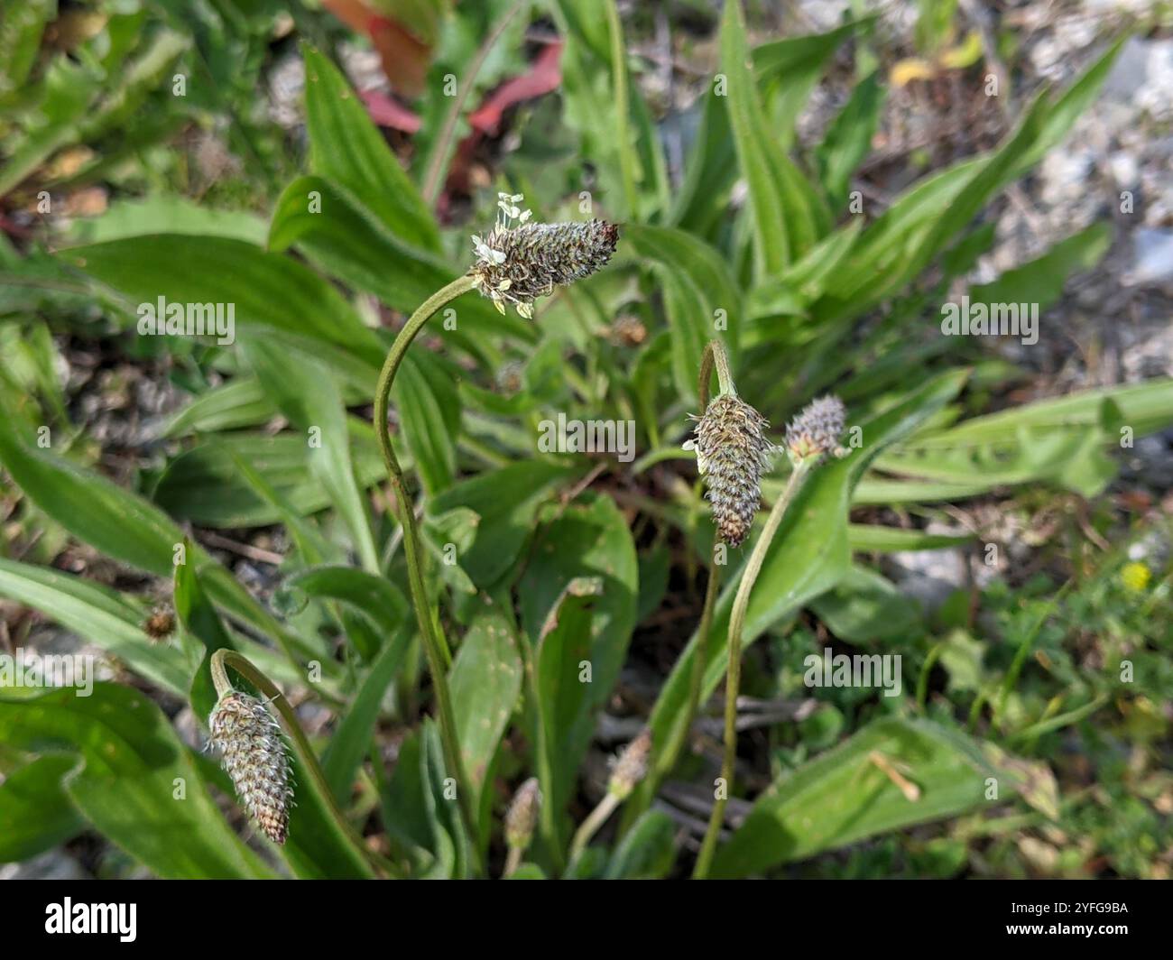 ribwort plantain (Plantago lanceolata Stock Photo - Alamy