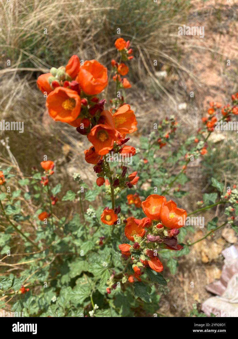 Small-leaf Globemallow (Sphaeralcea parvifolia Stock Photo - Alamy