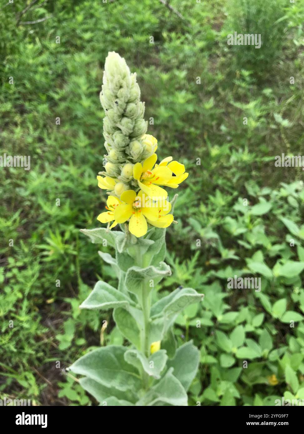 great mullein (Verbascum thapsus Stock Photo - Alamy