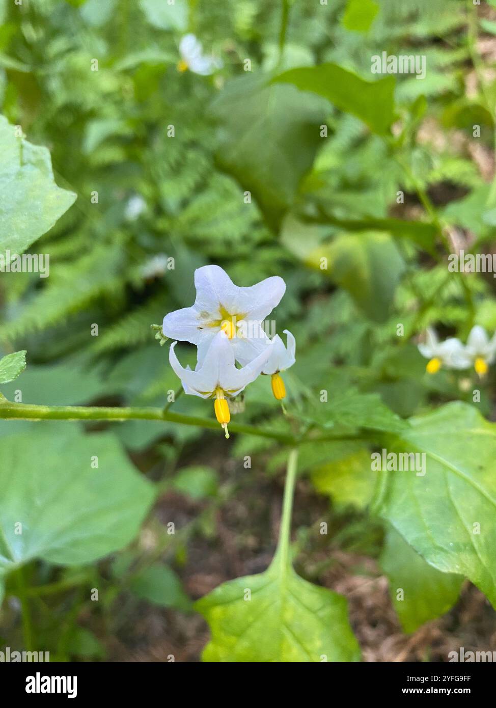 greenspot nightshade (Solanum douglasii Stock Photo - Alamy