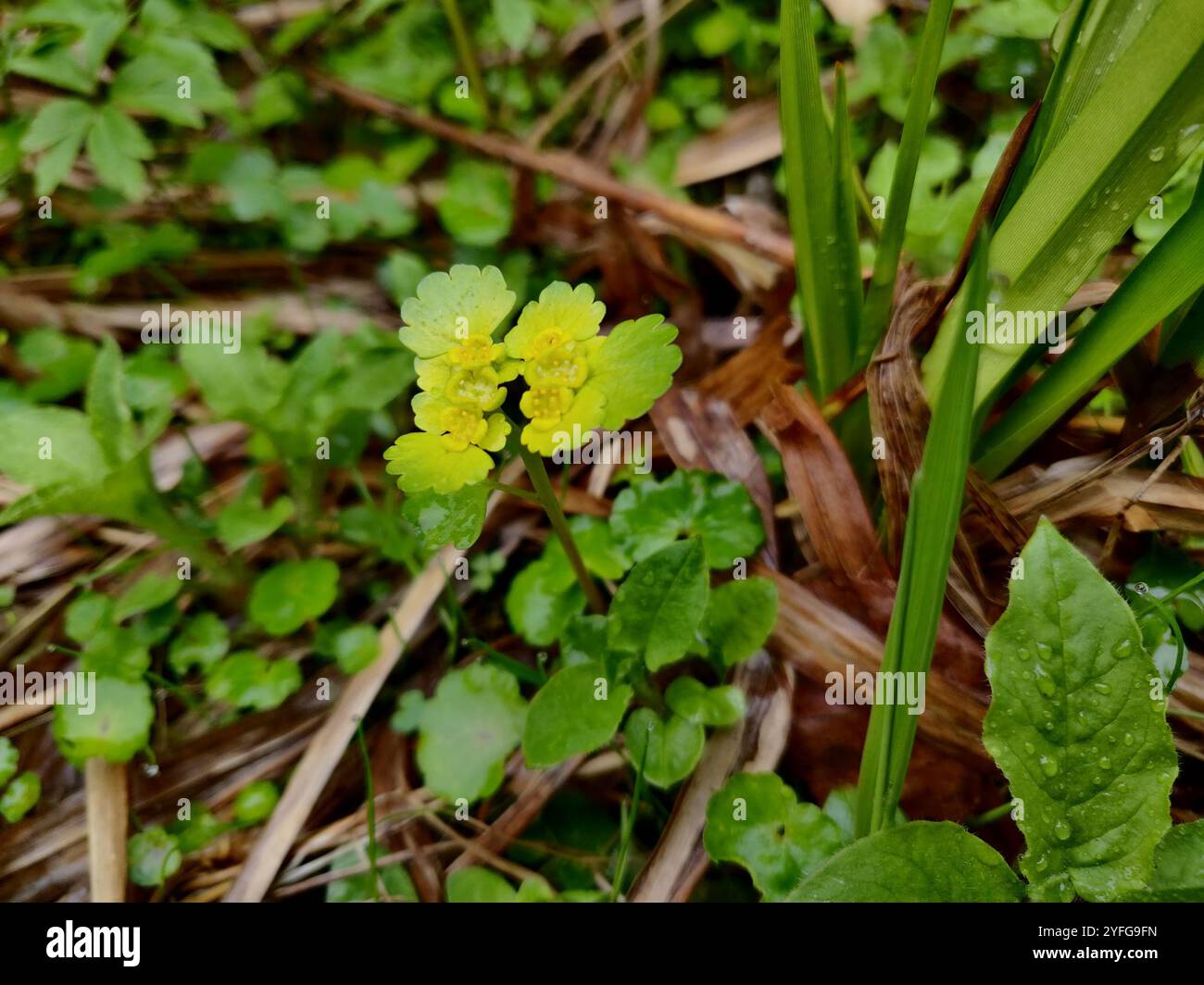 Alternate-leaved Golden Saxifrage (Chrysosplenium alternifolium Stock ...