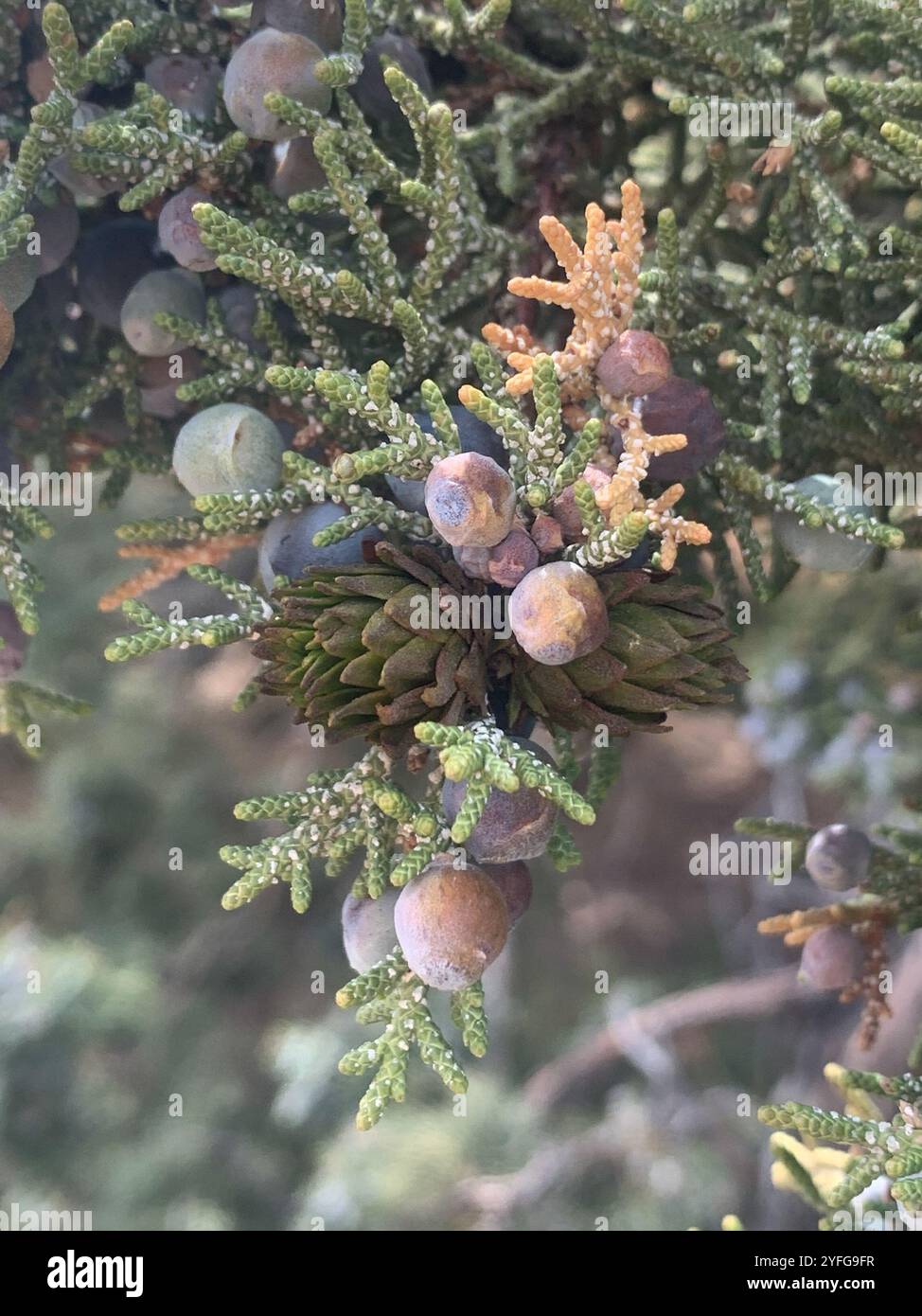 western juniper (Juniperus occidentalis Stock Photo - Alamy