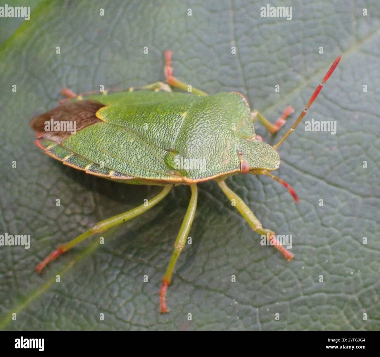 Green Shield Bug (Palomena prasina Stock Photo - Alamy