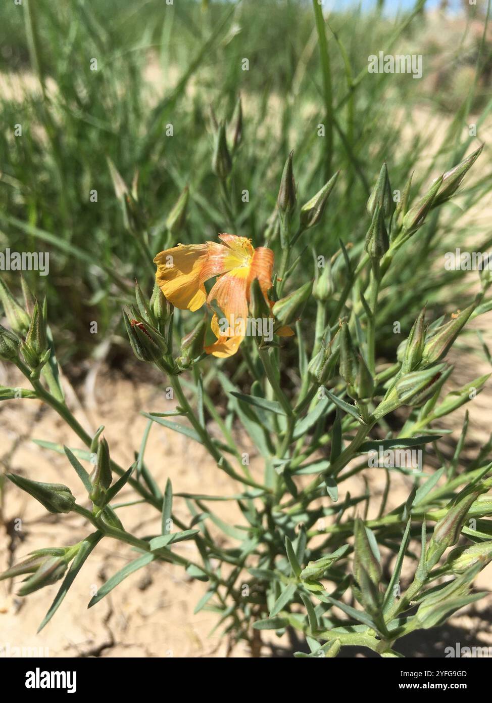 Yellow Flax (Linum rigidum Stock Photo - Alamy