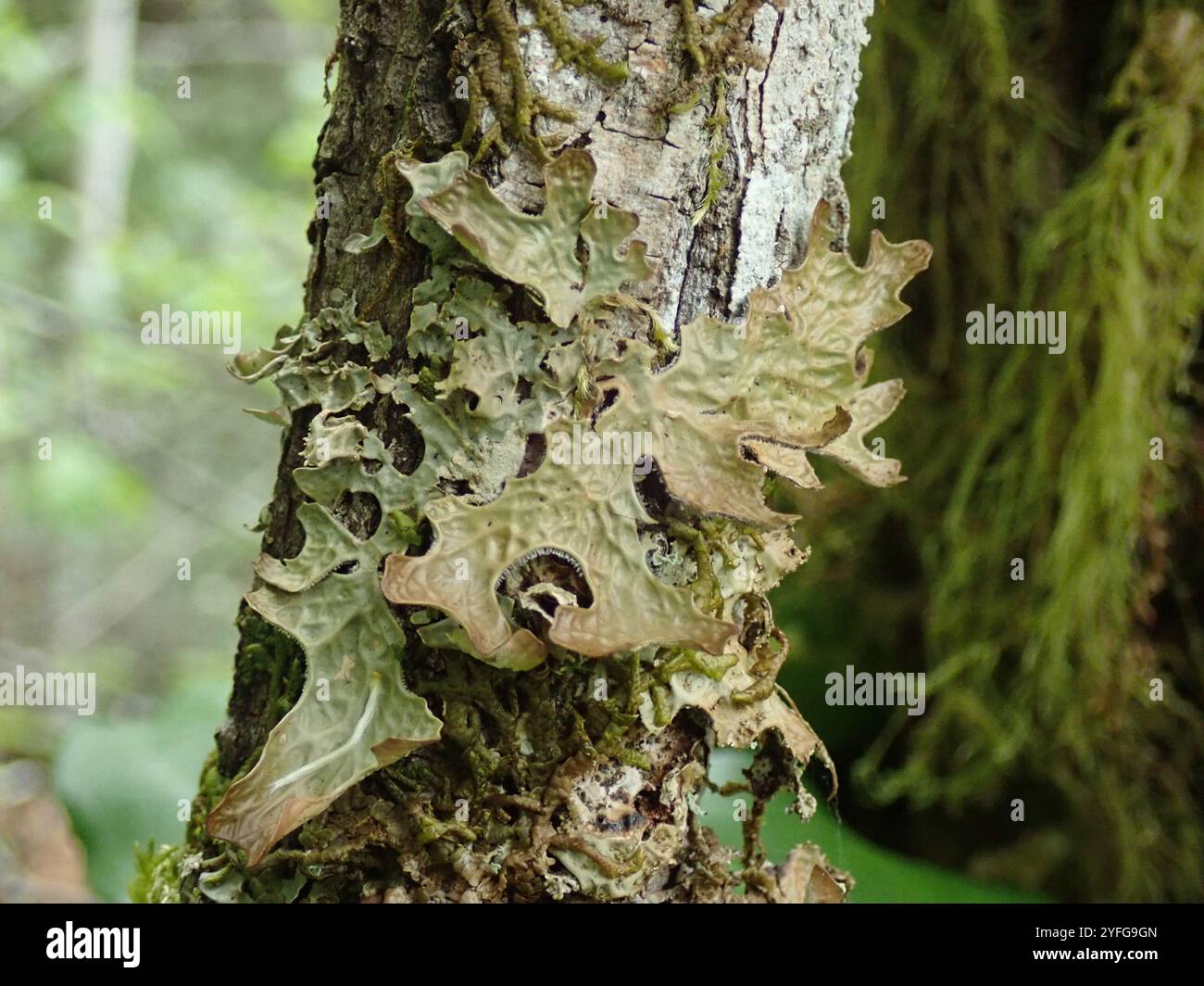 Tree Lungwort (Lobaria pulmonaria Stock Photo - Alamy
