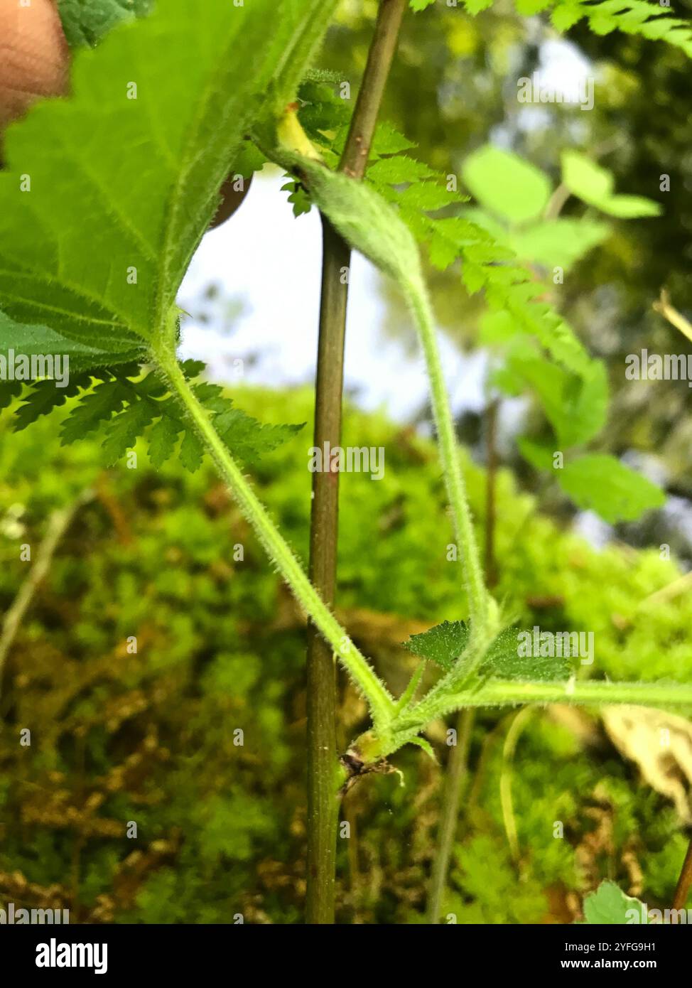 dwarf raspberry (Rubus pubescens Stock Photo - Alamy