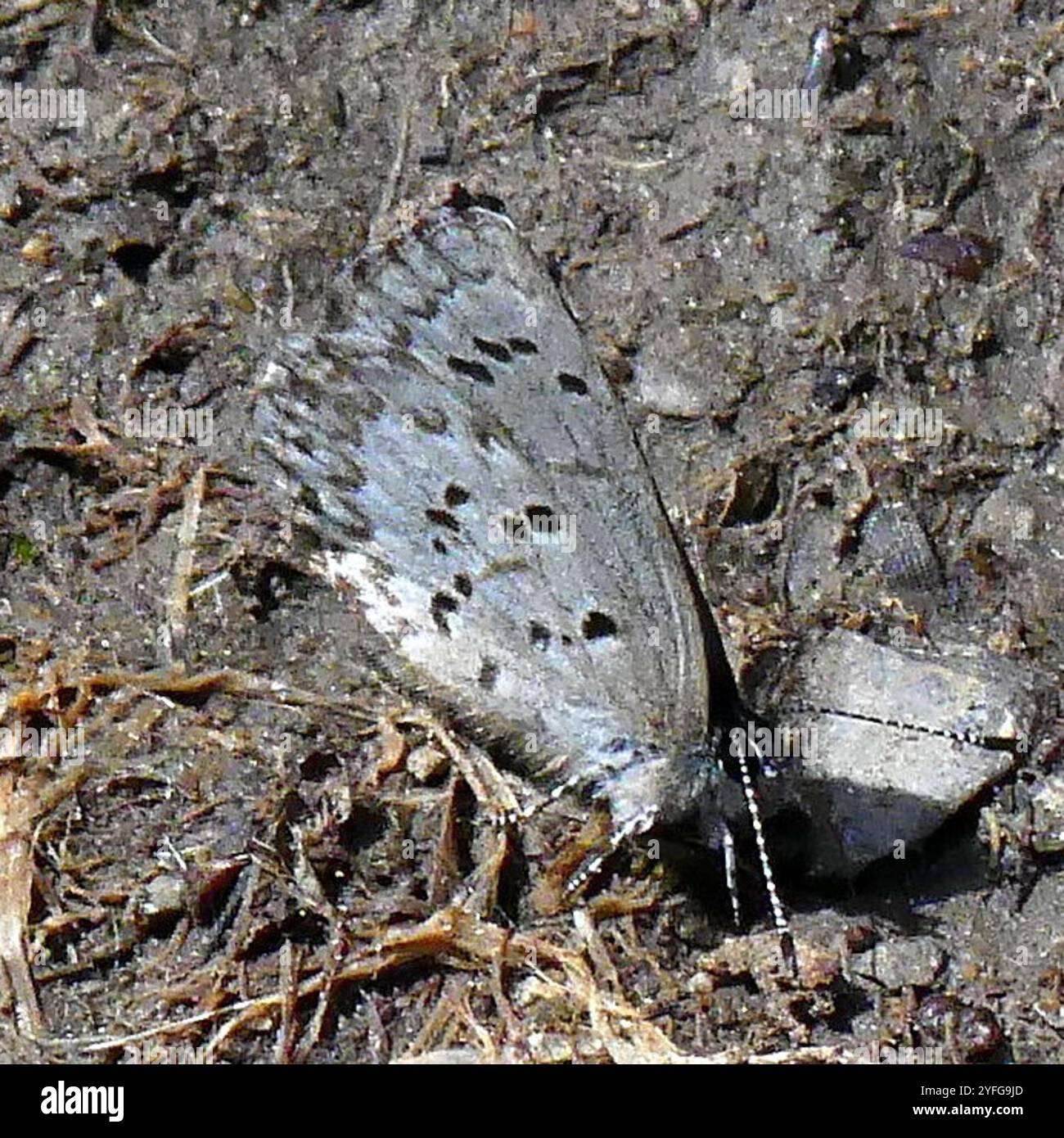 Northern Azure (Celastrina lucia Stock Photo - Alamy