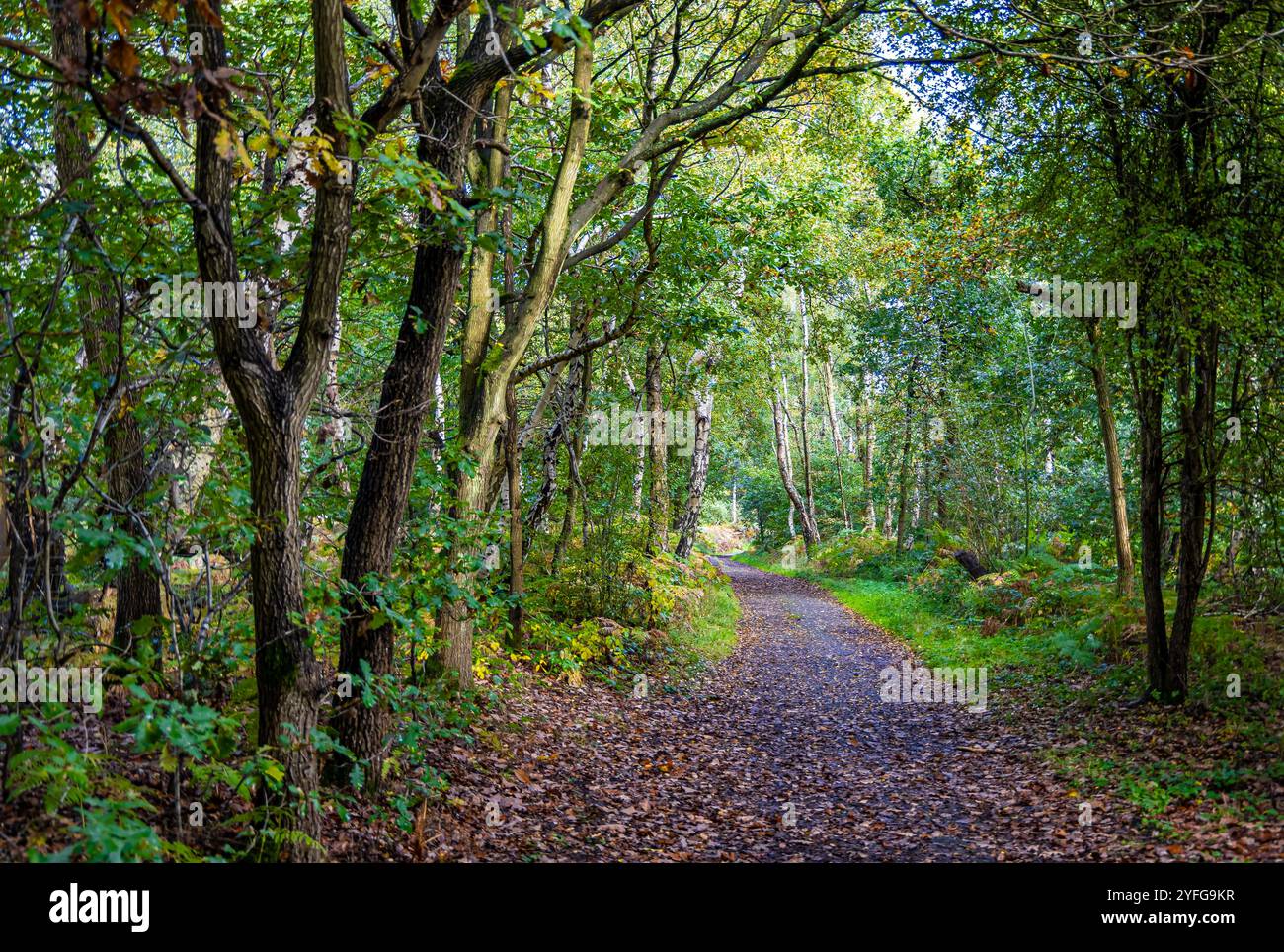 The village of Edwinstowe in the midst of Sherwood Forest ...