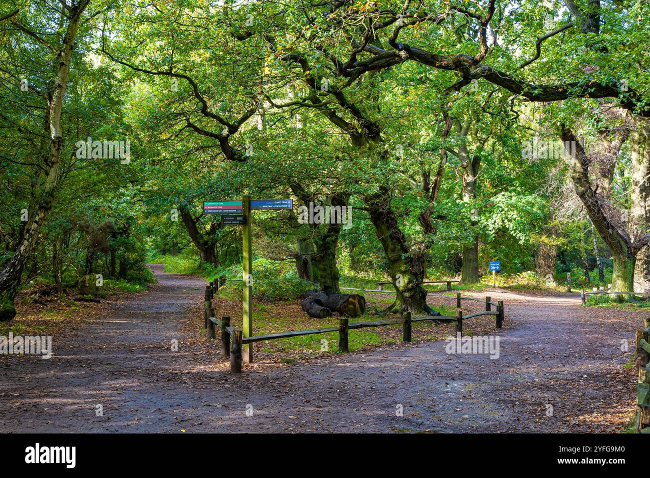 The village of Edwinstowe in the midst of Sherwood Forest ...