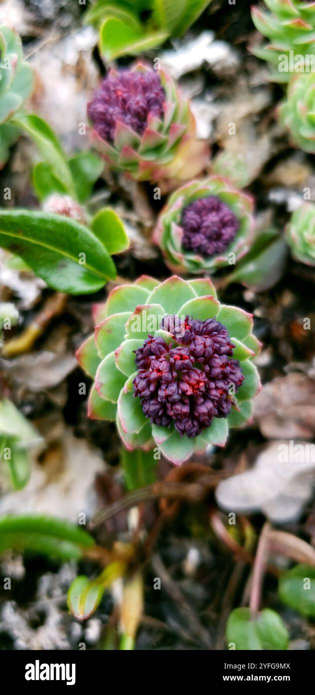 western roseroot (Rhodiola integrifolia Stock Photo - Alamy
